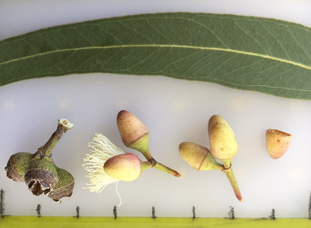 gum trees (Eucalypteae) - Botanical Realm