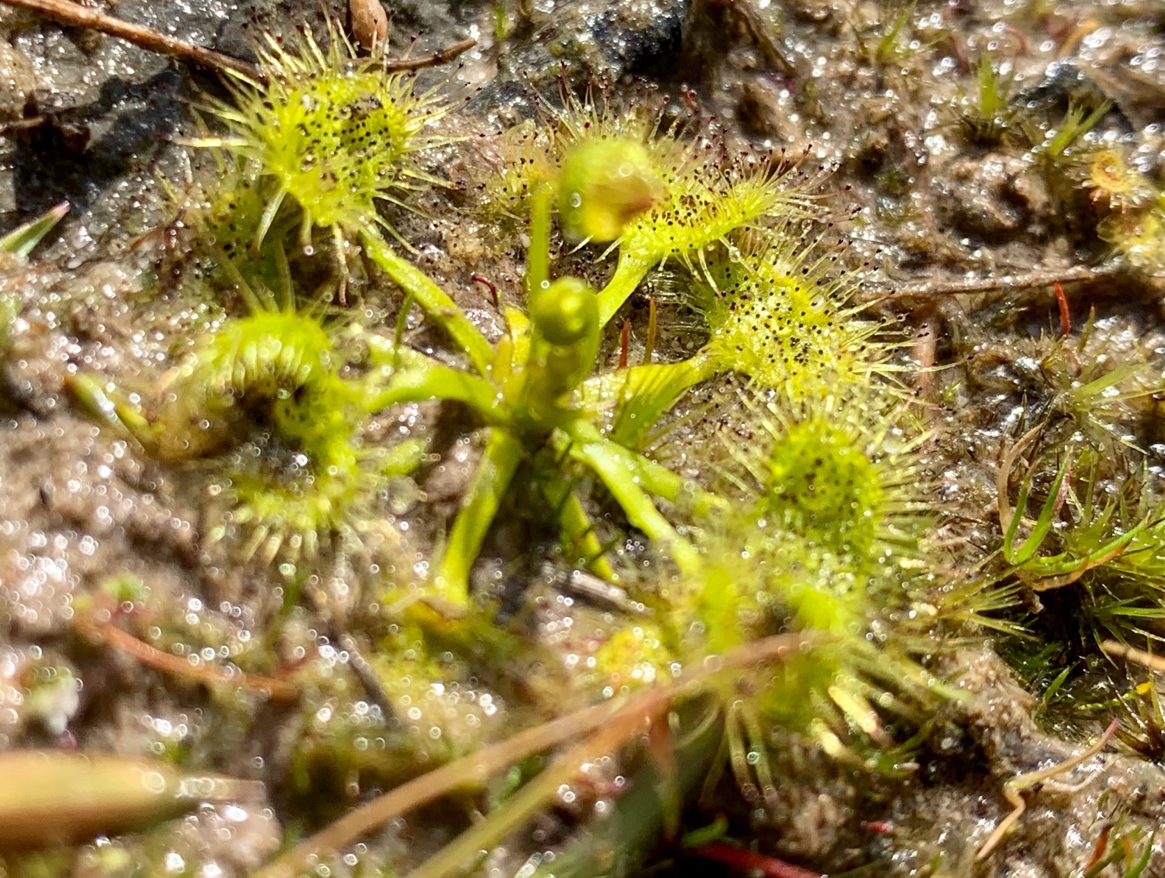 Drosera hookeri R.P.Gibson, B.J.Conn & Conran