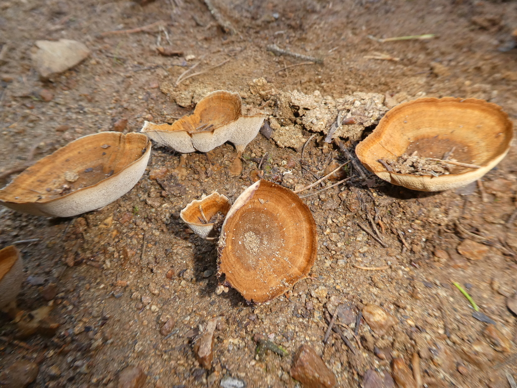 Brown Funnel Polypore from г. Североуральск, Свердловская обл., Россия ...