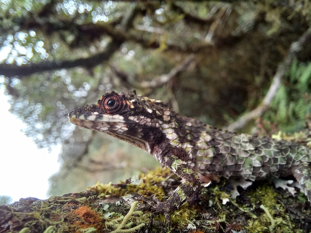 Pygmy Lizard in August 2022 by Harshada Siriwardena · iNaturalist