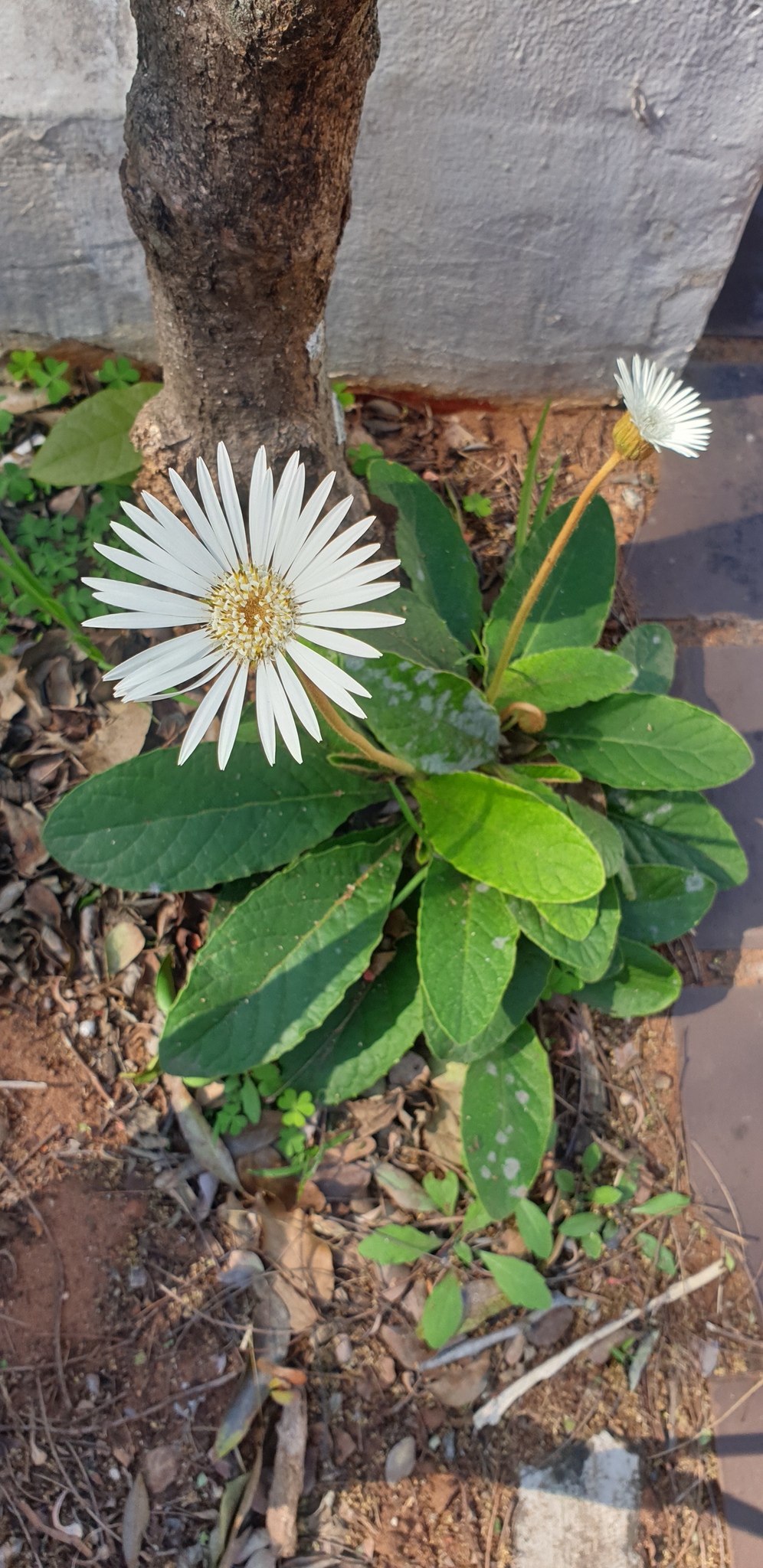 Gerbera ambigua (Cass.) Sch.Bip.