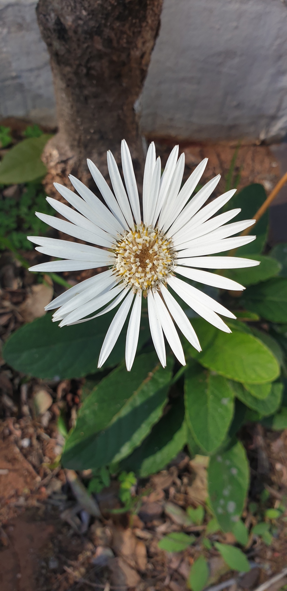 Gerbera ambigua (Cass.) Sch.Bip.