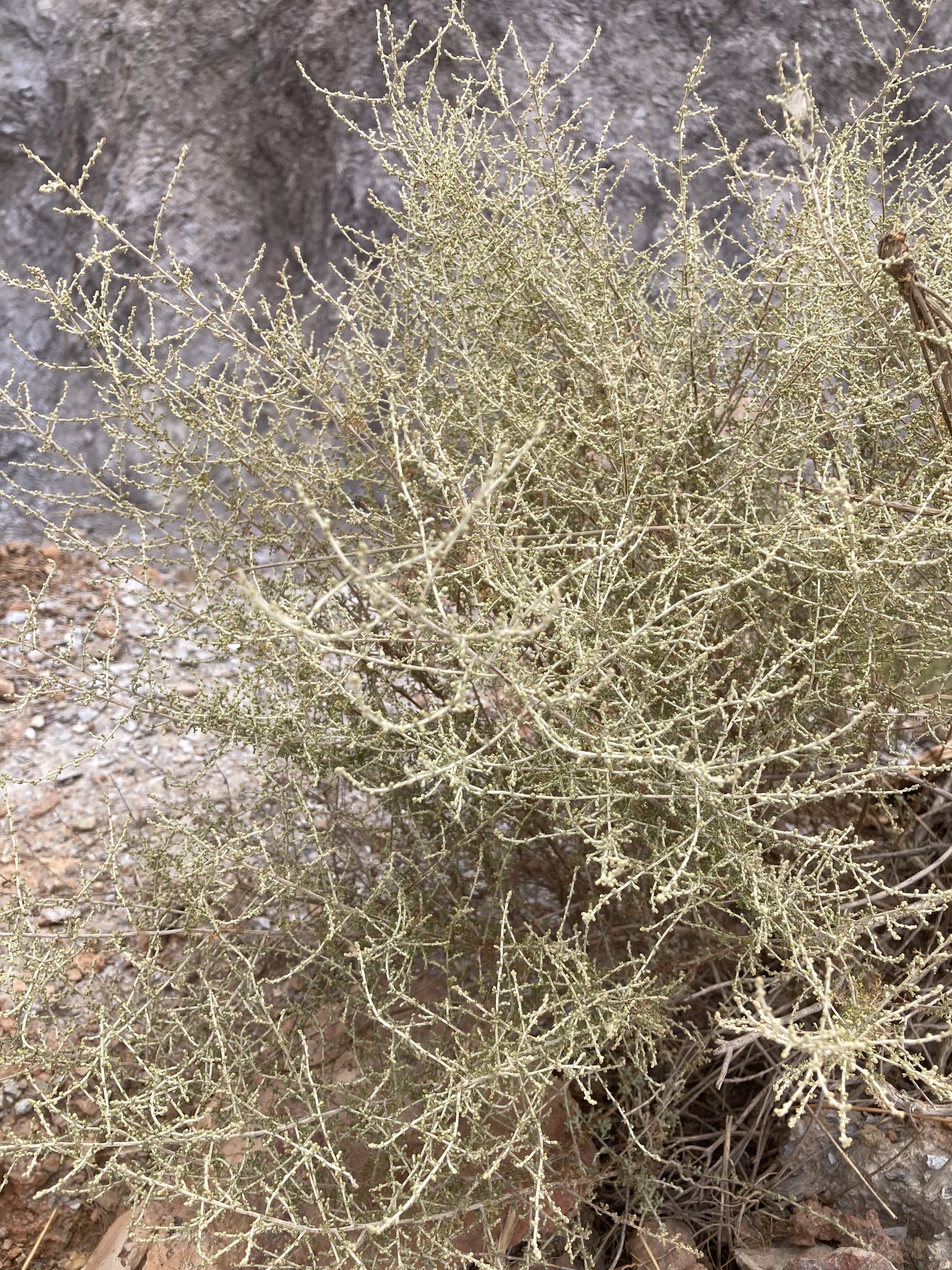 Caroxylon vermiculatum (L.) Akhani & Roalson