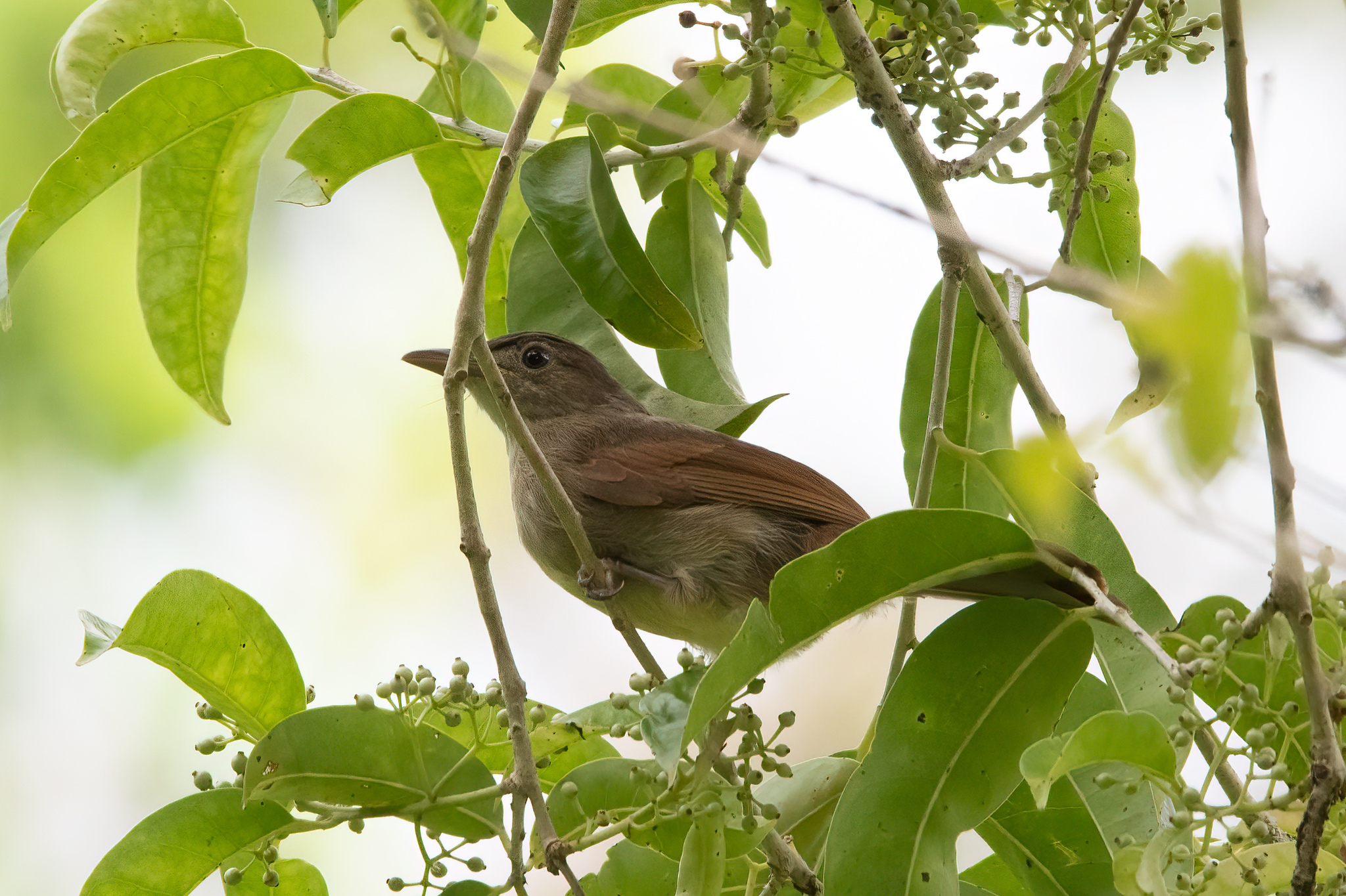 Iole olivacea charlottae (Finsch, 1867)