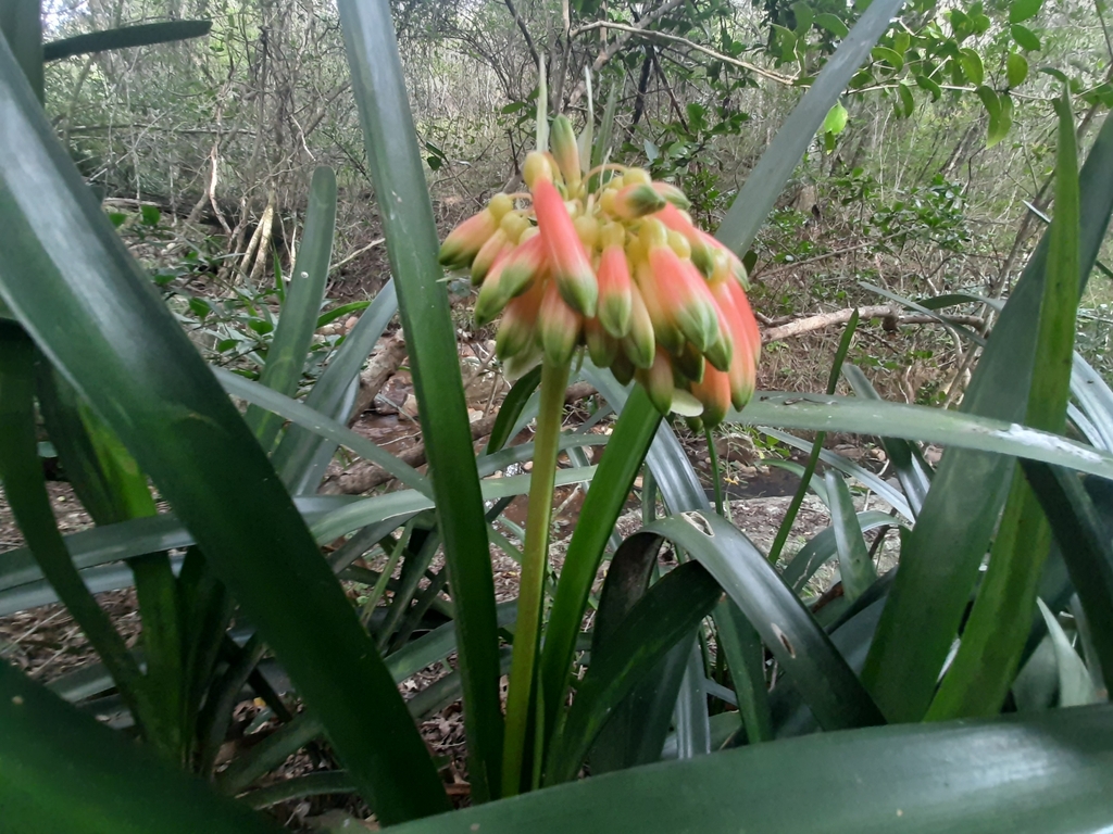 Bush Lily in August 2022 by Finn Rautenbach · iNaturalist
