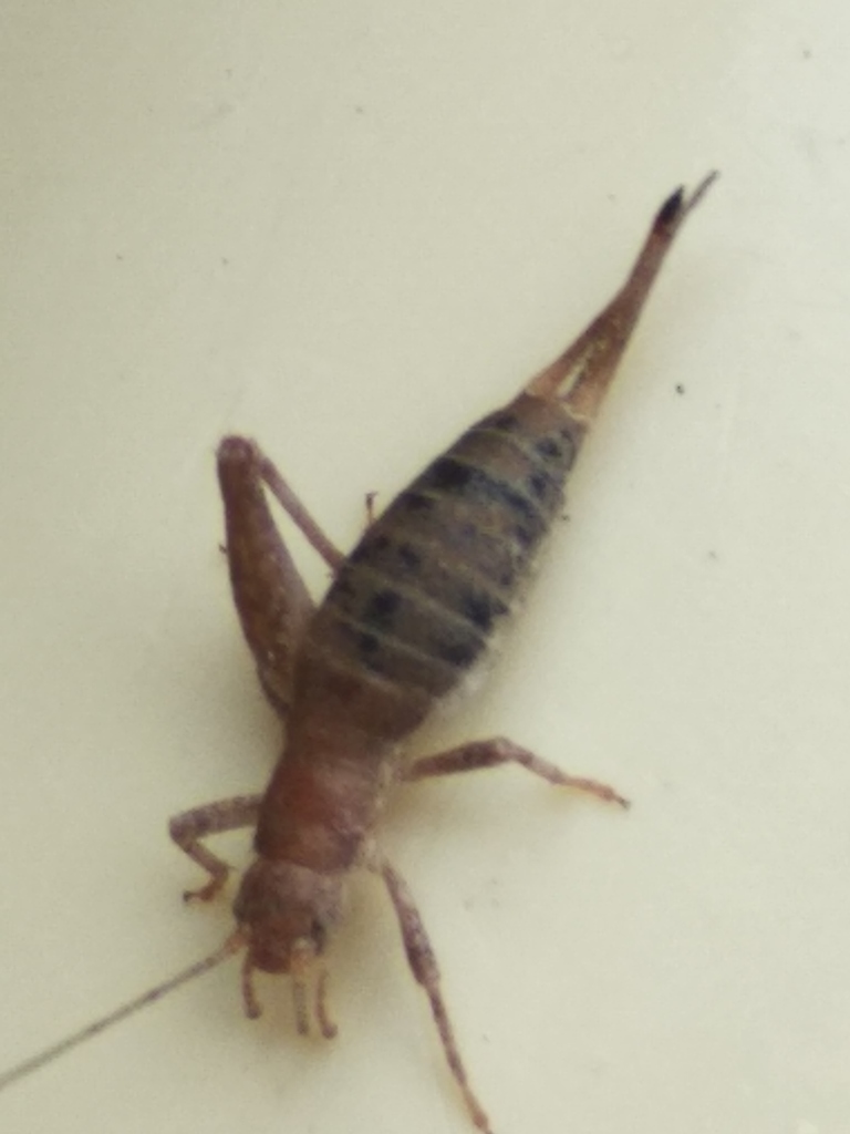 Hairy Scale-cricket from 10098 Rivoli, Metropolitan City of Turin ...