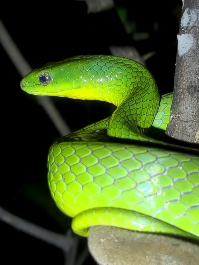 Chinese Green Snake in August 2022 by jakepgh · iNaturalist