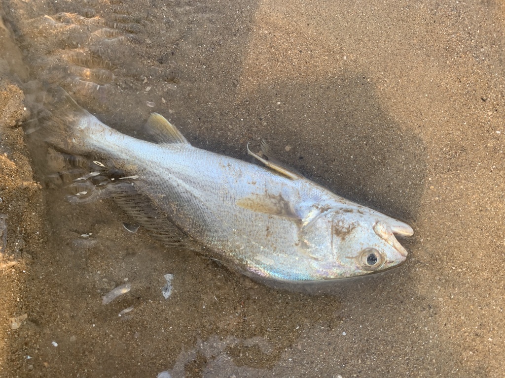 Nibea coibor from 苍南县, 温州市, 浙江省, CN on August 16, 2022 at 05:37 PM by ...