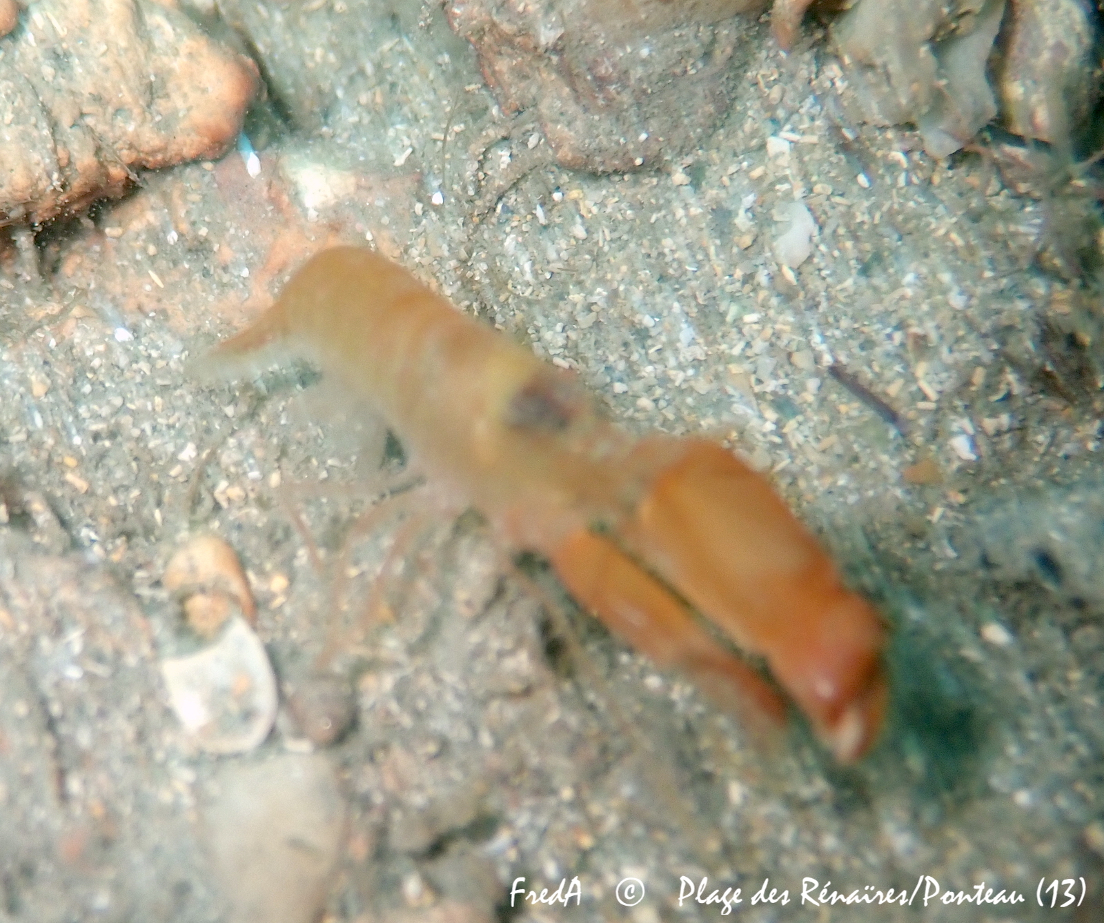 Alpheus macrocheles (Hailstone, 1835)