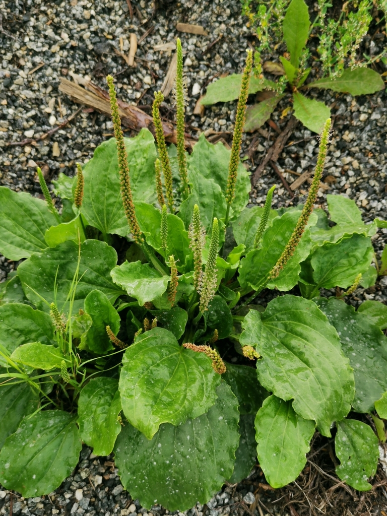 greater plantain from Midtskogen, Ski, Norway on August 16, 2022 by ...