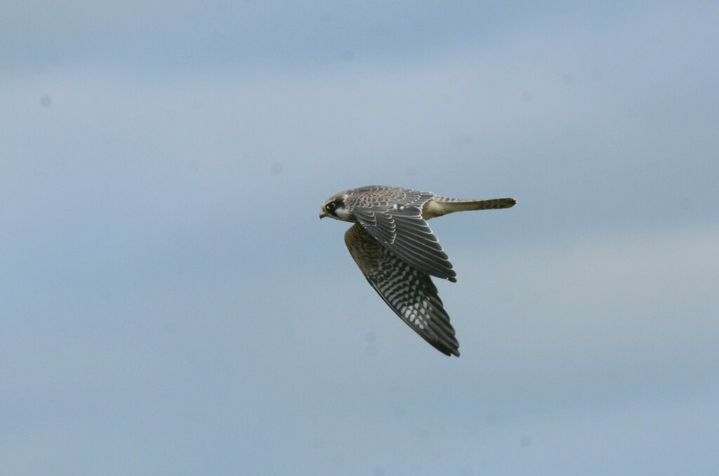 Red-footed Falcon in August 2022 by Александр Кочетков · iNaturalist
