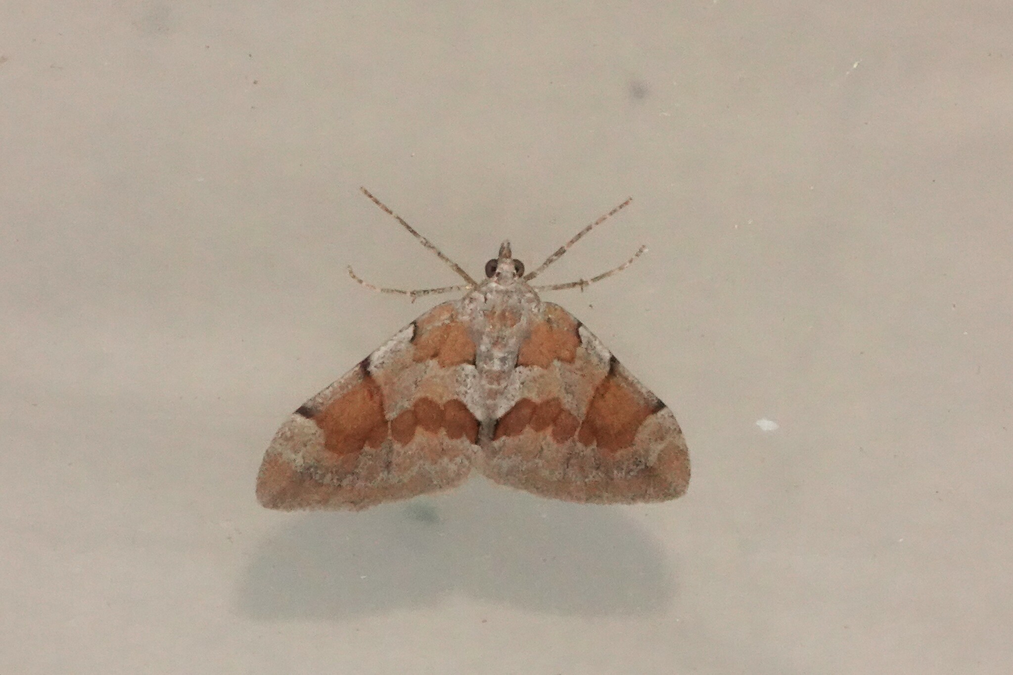 Pennithera firmata (Hübner)