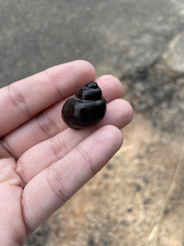 Banded Mystery Snail from Rambo Mill Rd, Cottonwood, AL, US on August ...