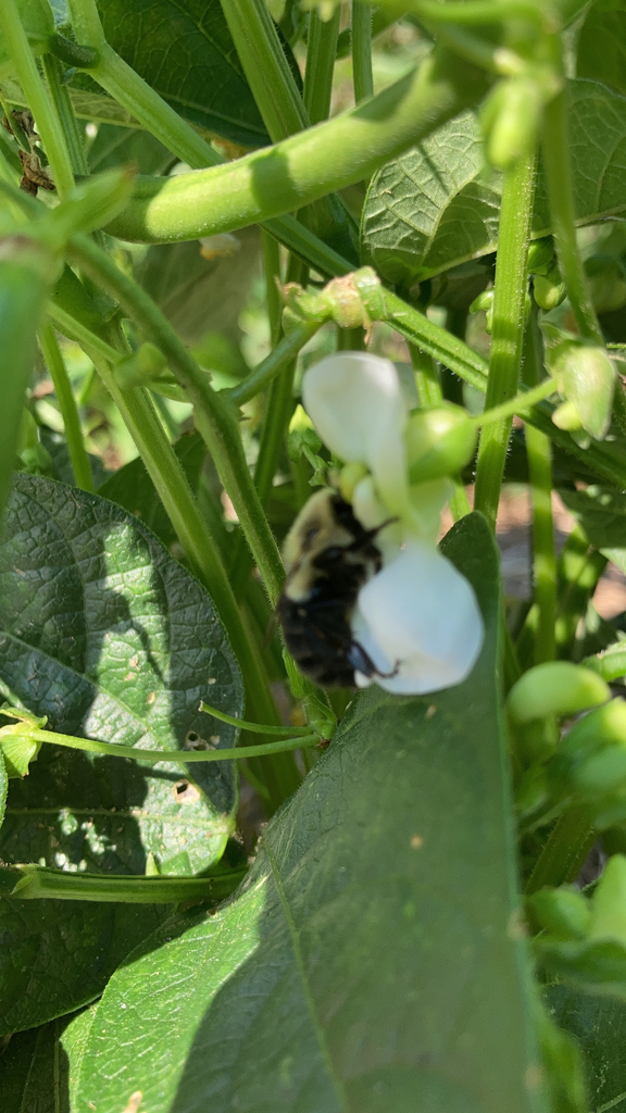 Common Eastern Bumble Bee from Fryeburg on August 16, 2022 at 10:26 AM ...