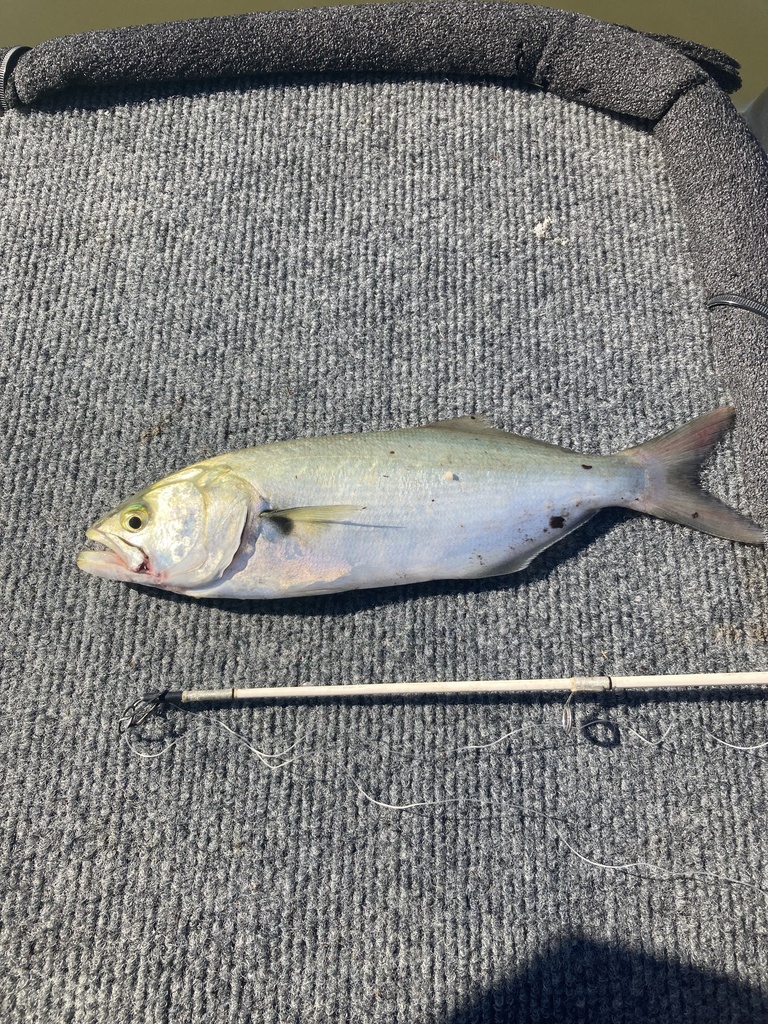 Bluefish from Mattox Creek, Montross, VA, US on August 14, 2022 at 09: ...