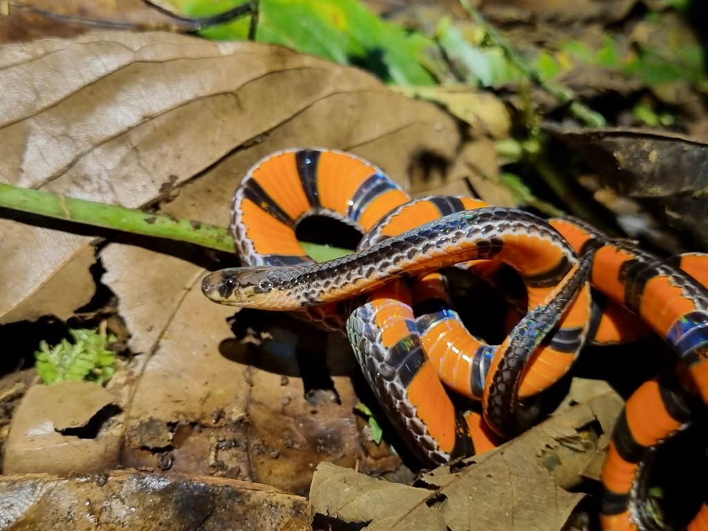 Calliophis nigrotaeniatus in August 2022 by Nelson Wong · iNaturalist