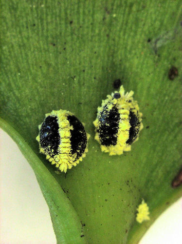 Genus Nipaecoccus · iNaturalist