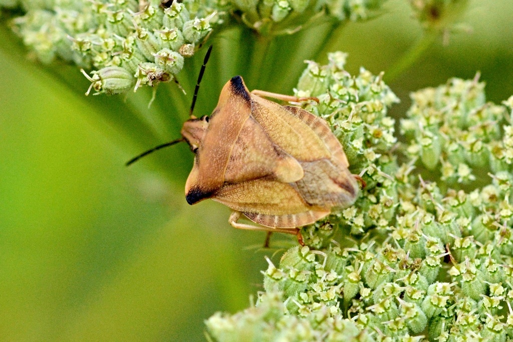 northern fruit bug from 289 41 Oseček, Česko on August 13, 2022 at 11: ...