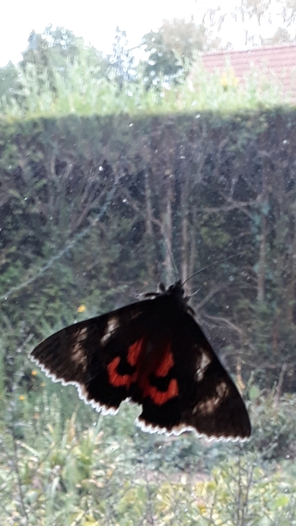Red Underwing from 117 Rue de la Croix Marmuse on August 16, 2022 at 05 ...