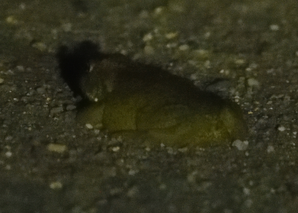 Sonoran Desert Toad from Pima County, AZ, USA on August 06, 2022 at 08: ...