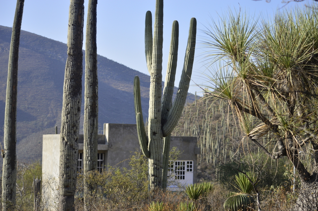 Cephalocereus tetetzo from Zapotitlán, Pue., México on December 22 ...