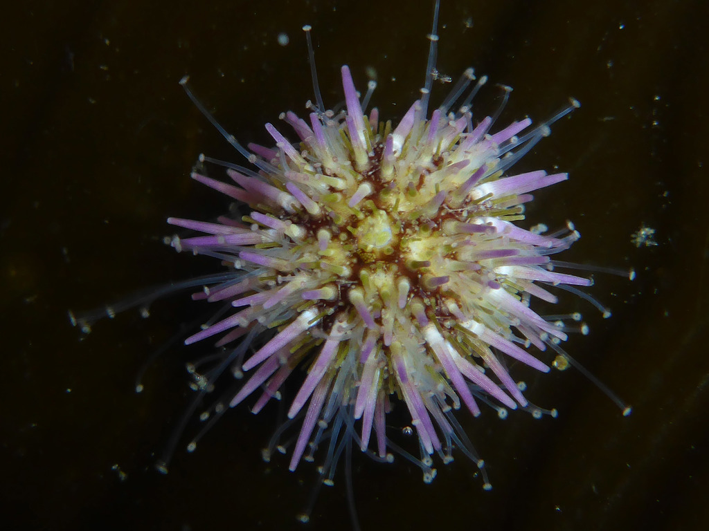 Pacific Purple Sea Urchin (Echinoderms of the North Eastern Pacific ...