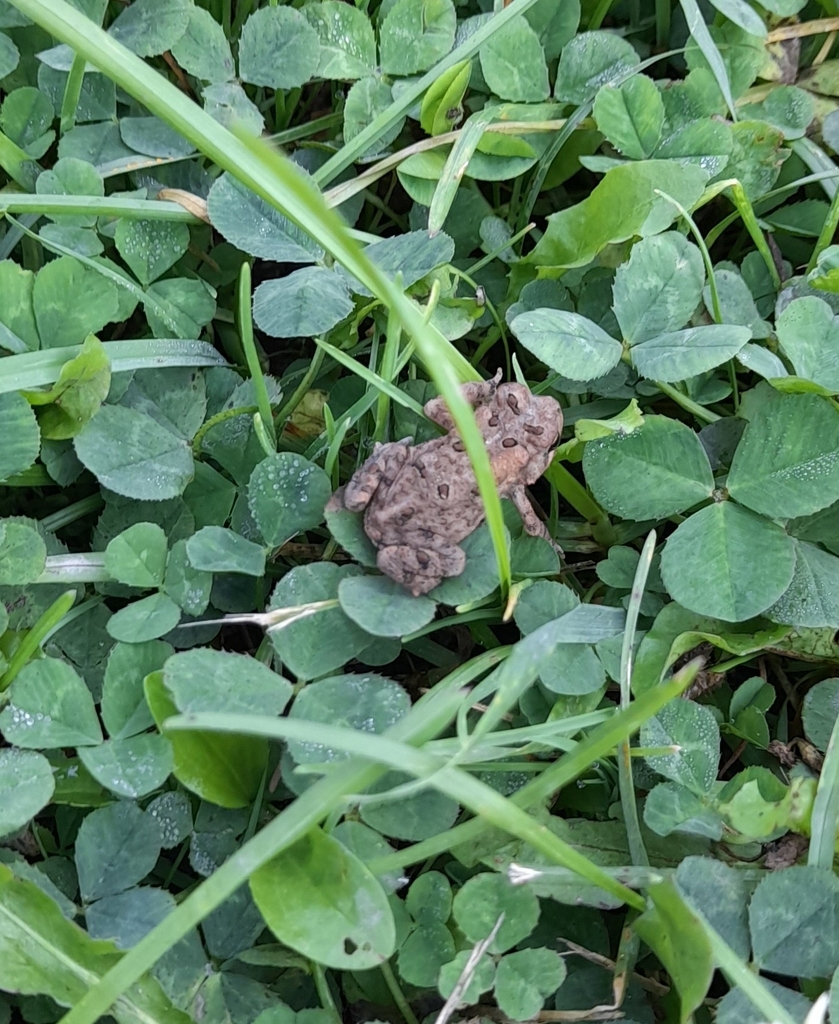 American Toad from RQQR+Q37 Québec City on August 16, 2022 at 11:20 AM ...