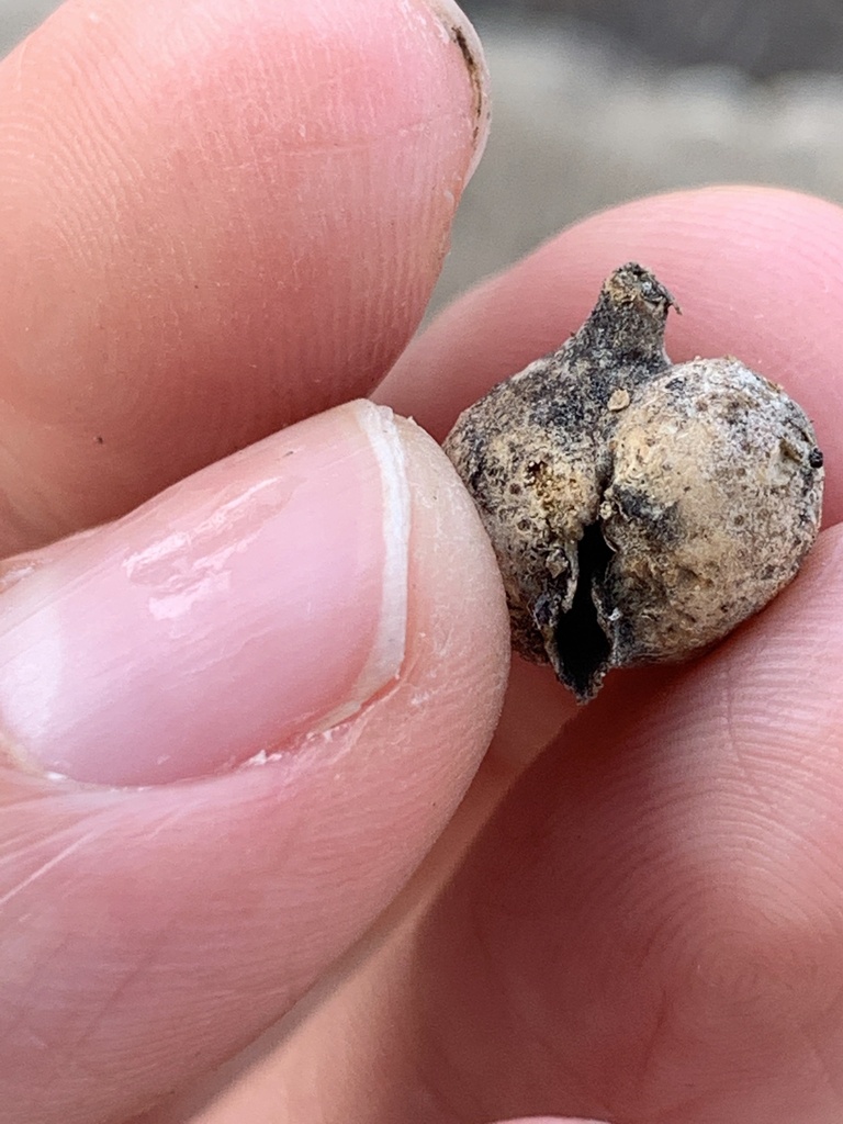 Hackberry Petiole Gall Psyllid in August 2022 by Sarah Kulis · iNaturalist