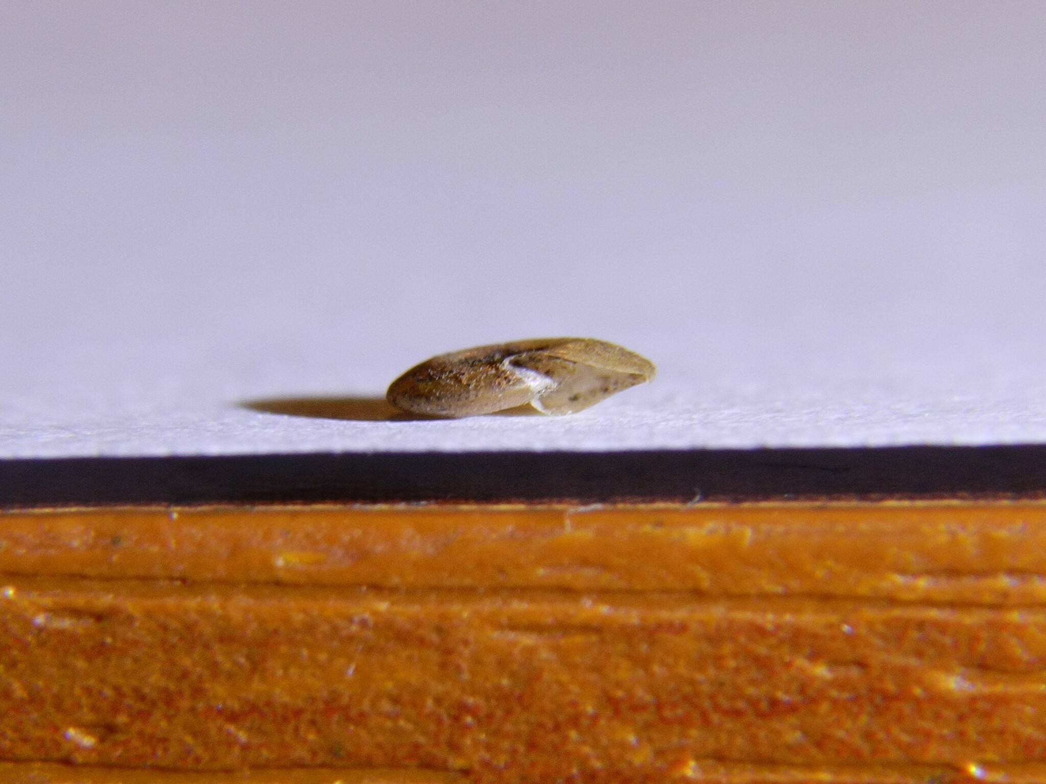 Hippeutis complanatus (Linnaeus, 1758)