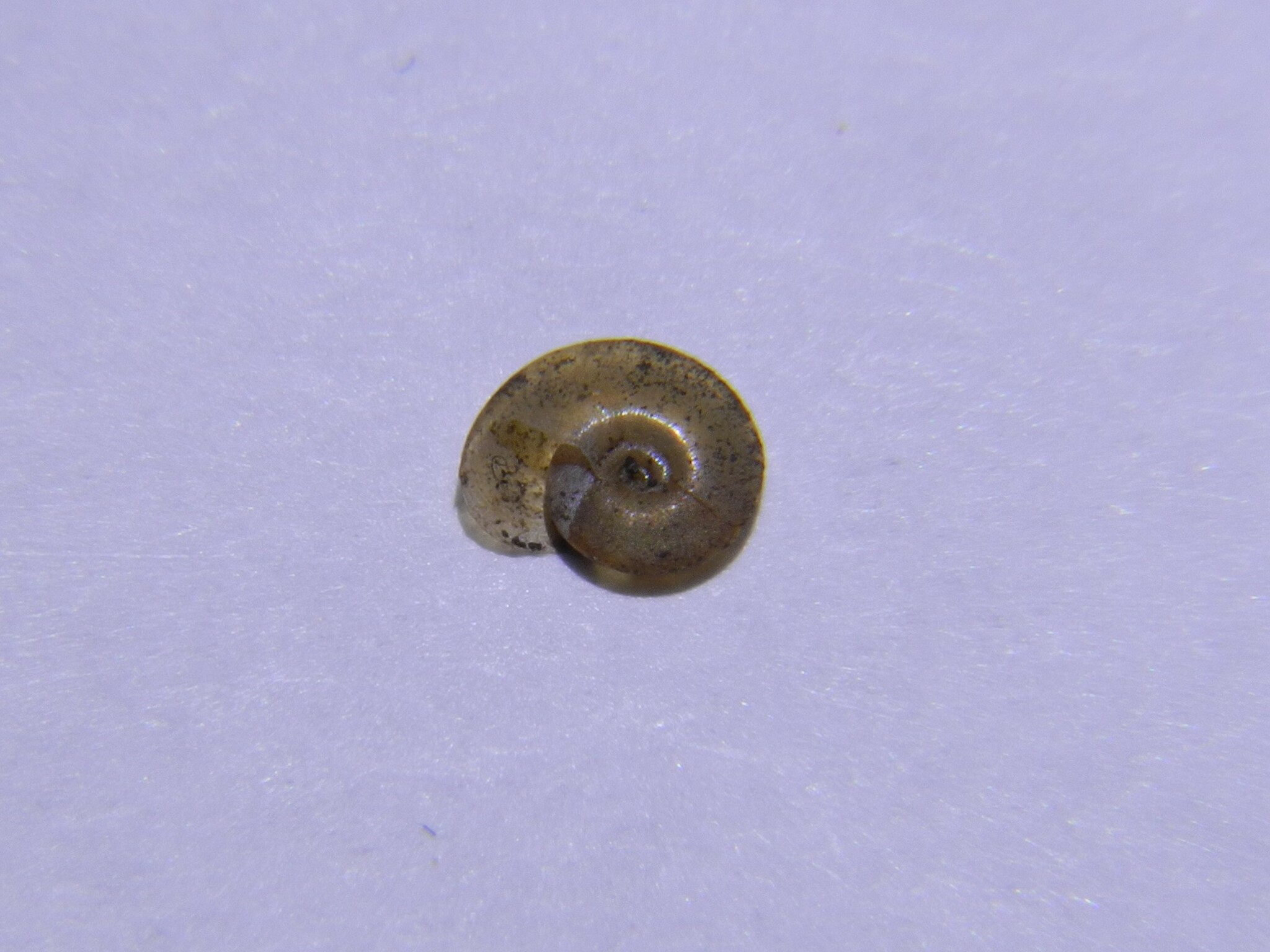 Hippeutis complanatus (Linnaeus, 1758)