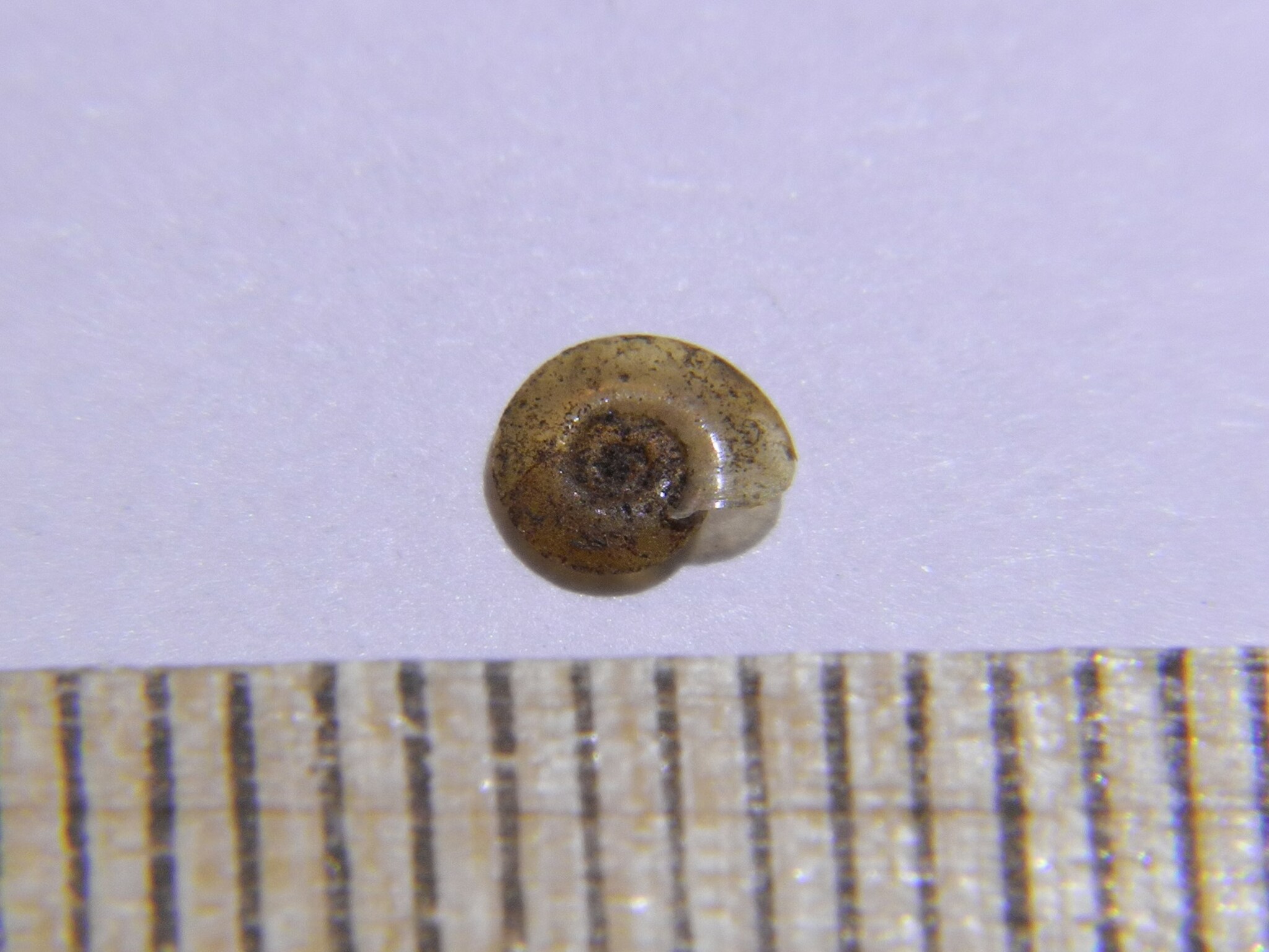 Hippeutis complanatus (Linnaeus, 1758)