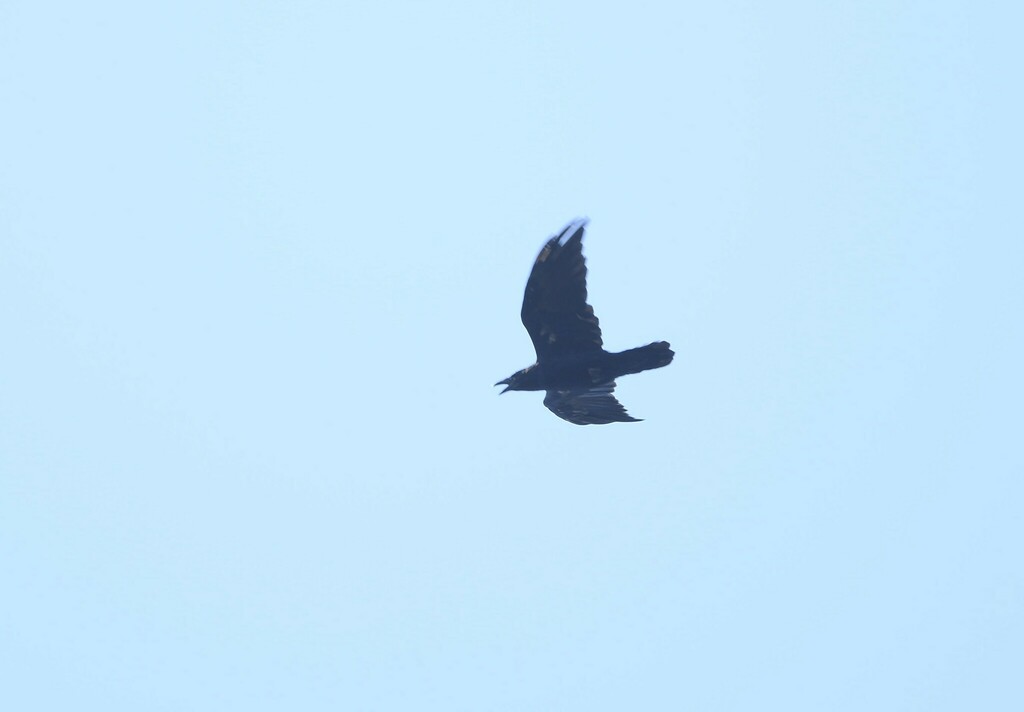 Common Raven in August 2022 by Jonathan Irons · iNaturalist