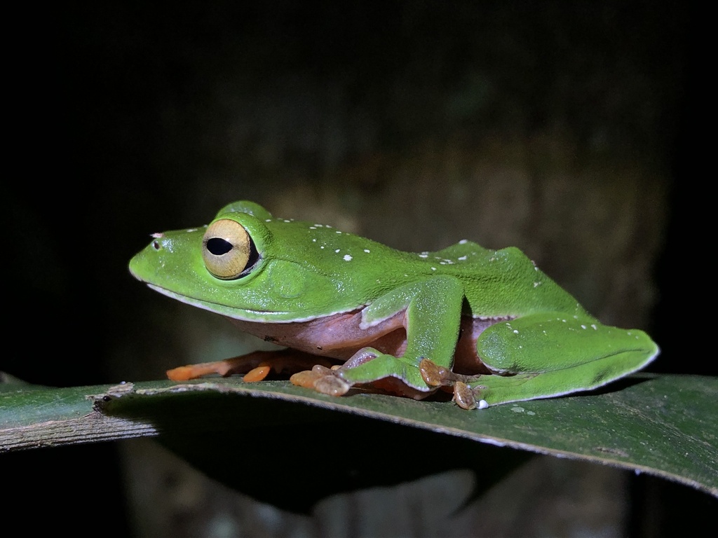 Orange-belly Tree Frog in August 2022 by ninja Lee · iNaturalist