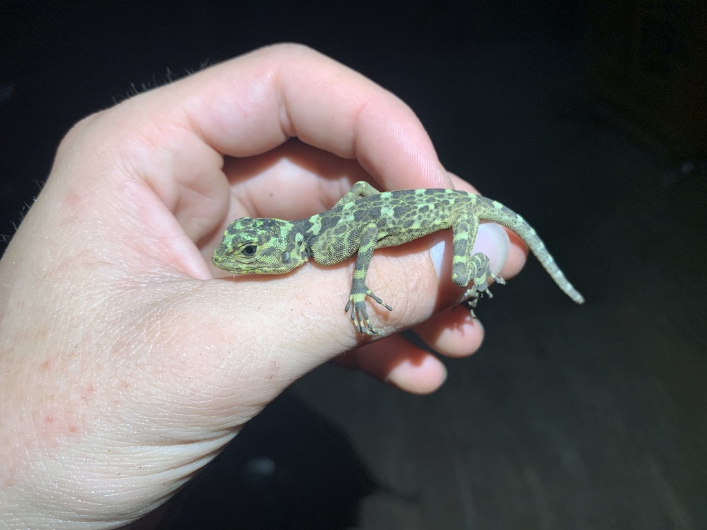 Collared Treerunner from Tambopata, PE-MD, PE on August 15, 2022 at 07: ...