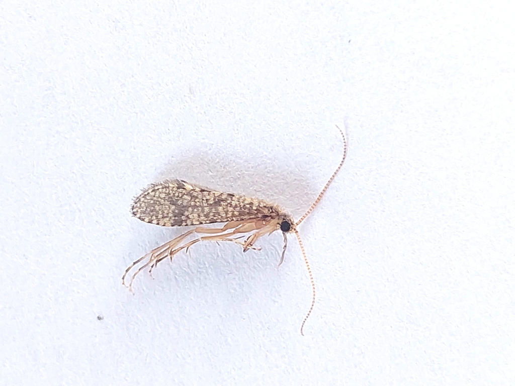 Ecnomus tenellus from 582 52 Linköping, Sweden on August 16, 2022 at 03 ...