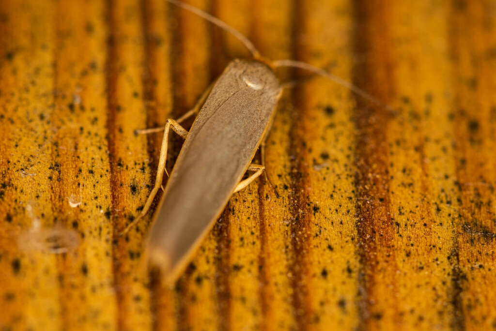 Scarce Footman Moth from Семион, Рязанская обл., Россия, 391232 on ...