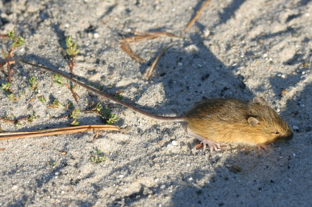 Meadow Jumping Mouse from Worcester County, MD, USA on October 12, 2003 ...