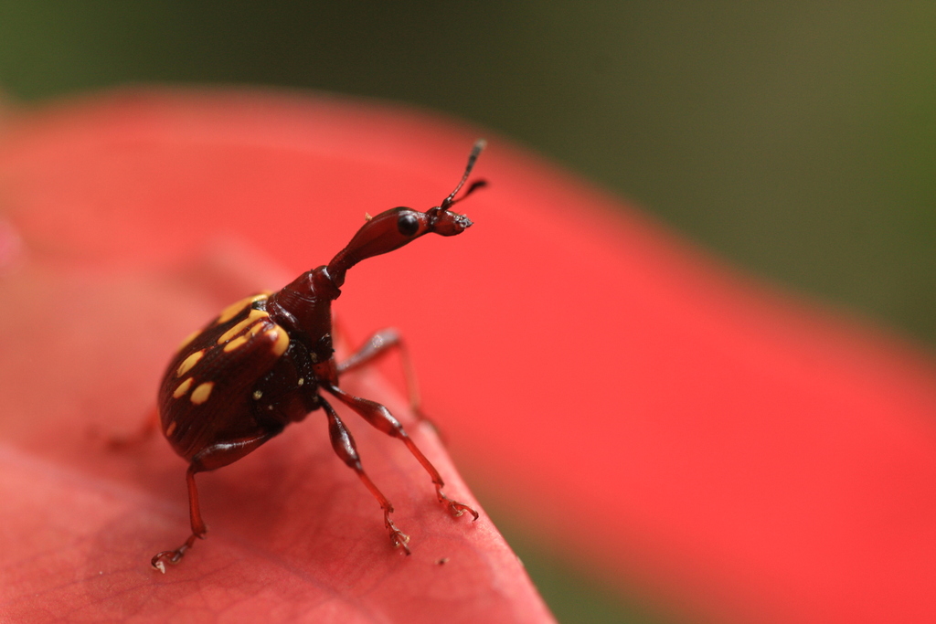 Cycnotrachelus flavoguttatus from Coimbatore, Tamil Nadu, India on May ...