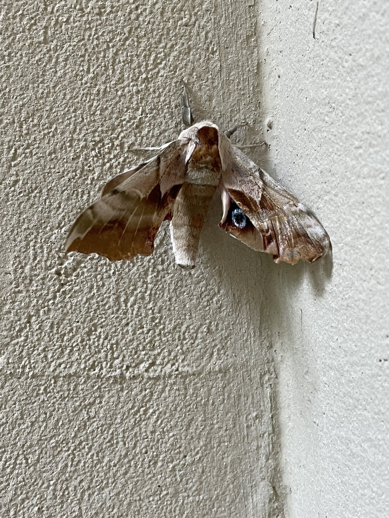 Southwestern Eyed Sphinx from Inverness Dr, Medford, OR, US on August ...