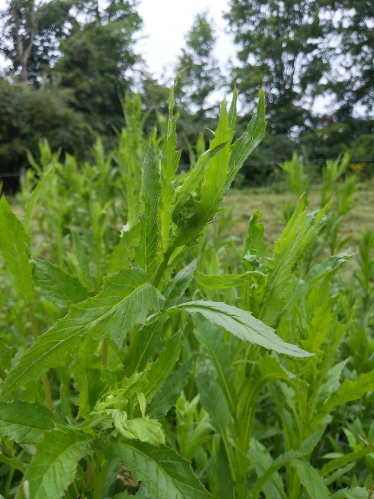American burnweed from Athens Township, OH, USA on August 16, 2022 at ...