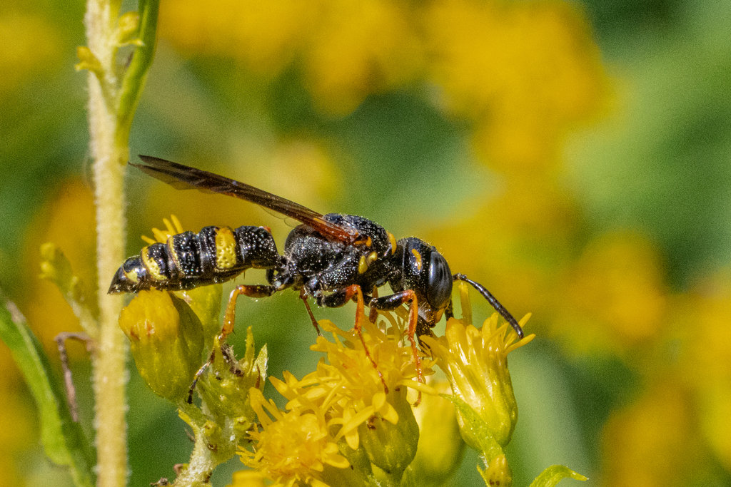 Hump-backed Beewolf from Herndon, PA, USA on August 16, 2022 at 11:55 ...