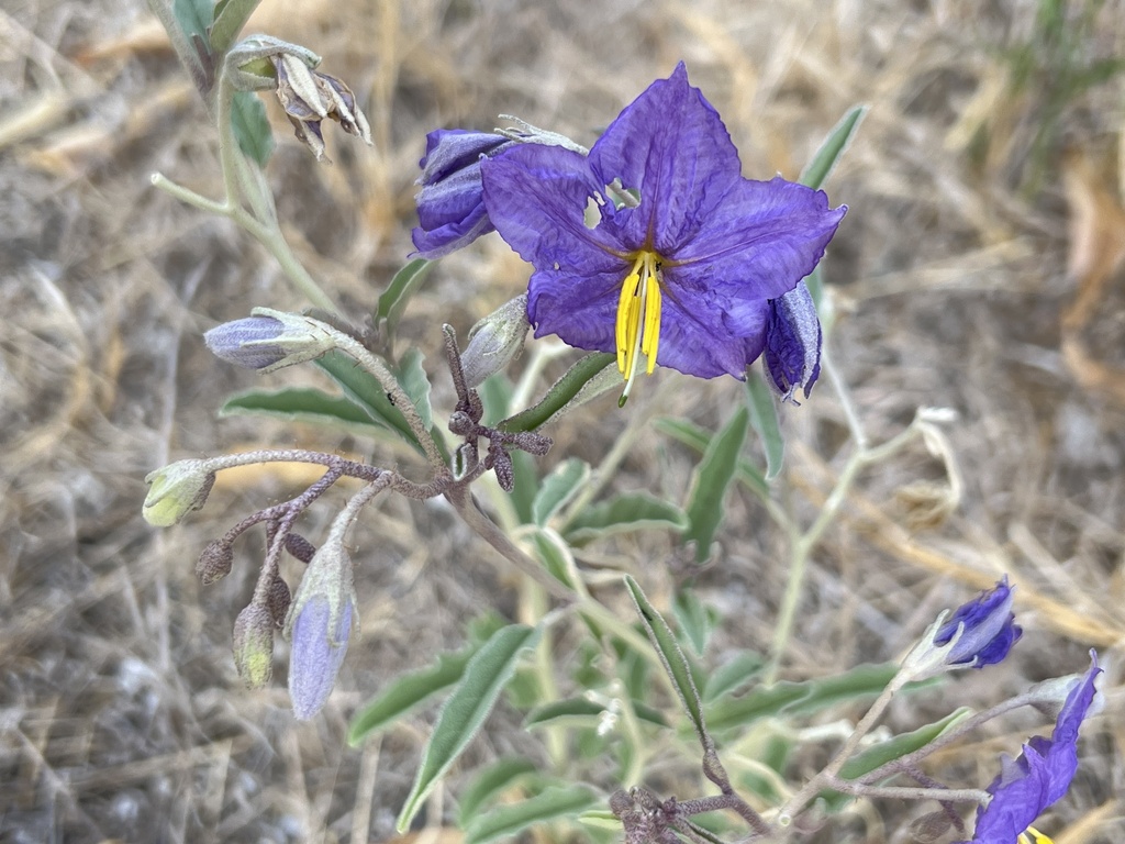 silverleaf nightshade from Clubhouse Dr, Lakeway, TX, US on August 16 ...