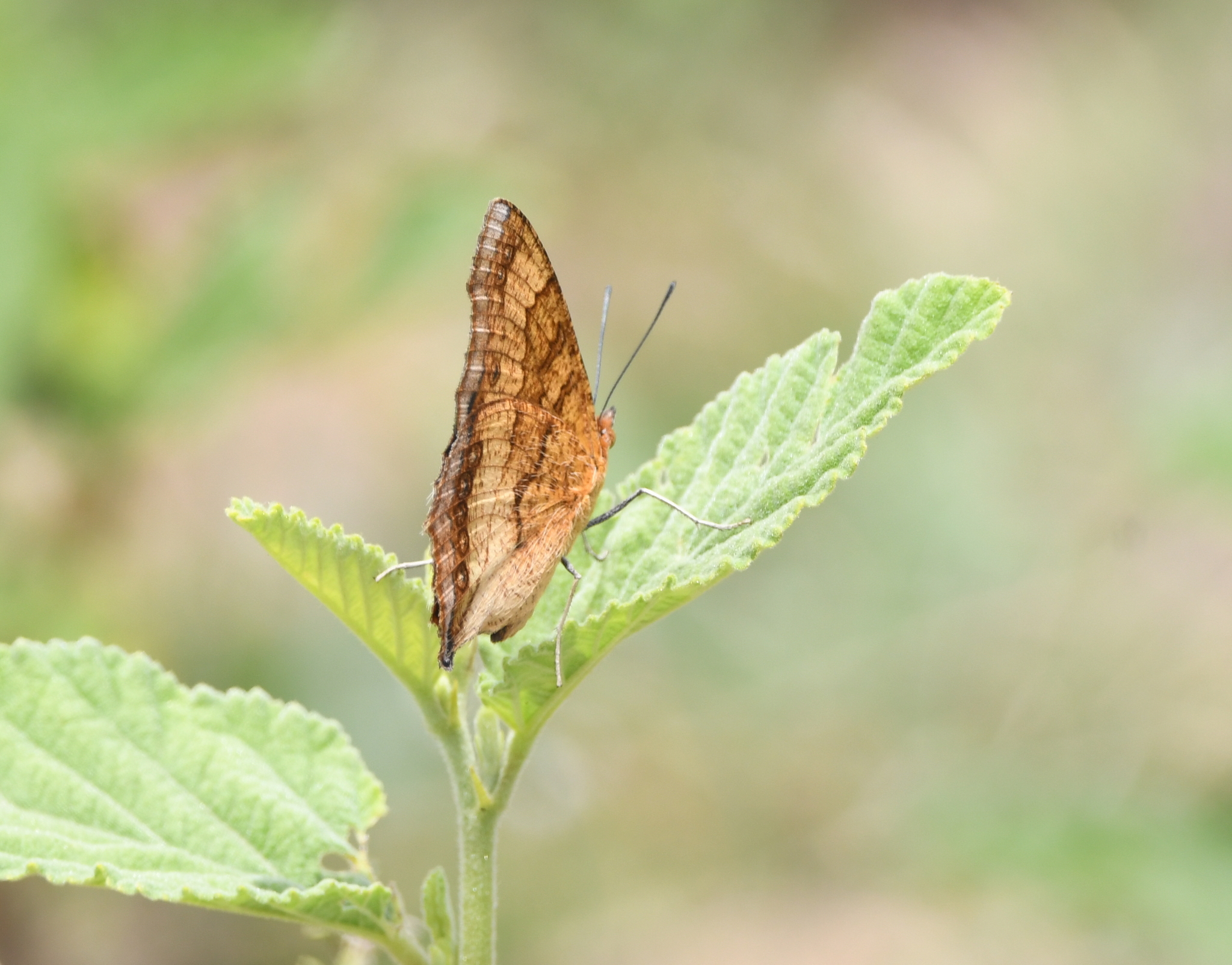 Catacroptera Karsch, 1894