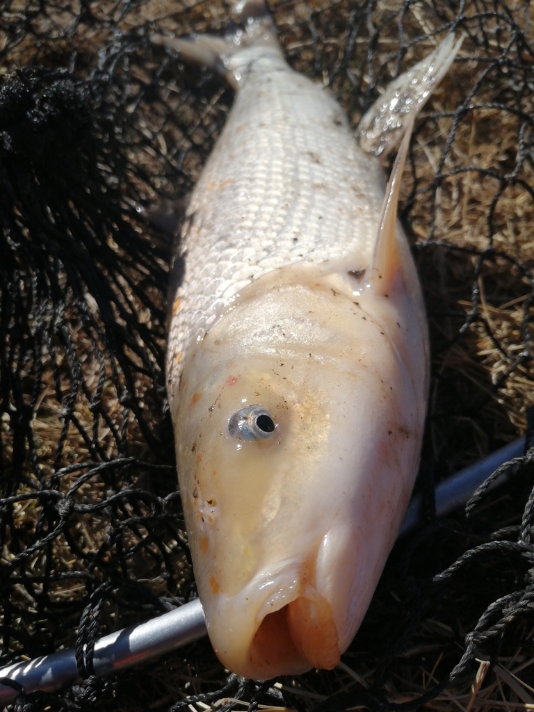 Moggel from Thabo Mofutsanyane, ZA-FS, ZA on August 16, 2022 at 10:06 ...