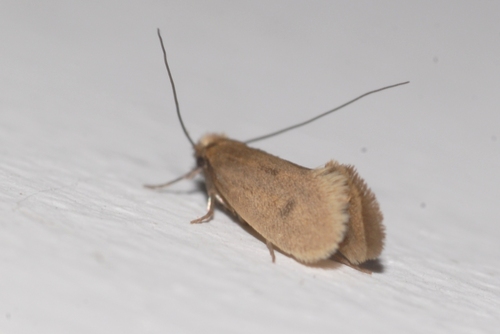 Eaves Clothes Moth (Tinea columbariella) · iNaturalist