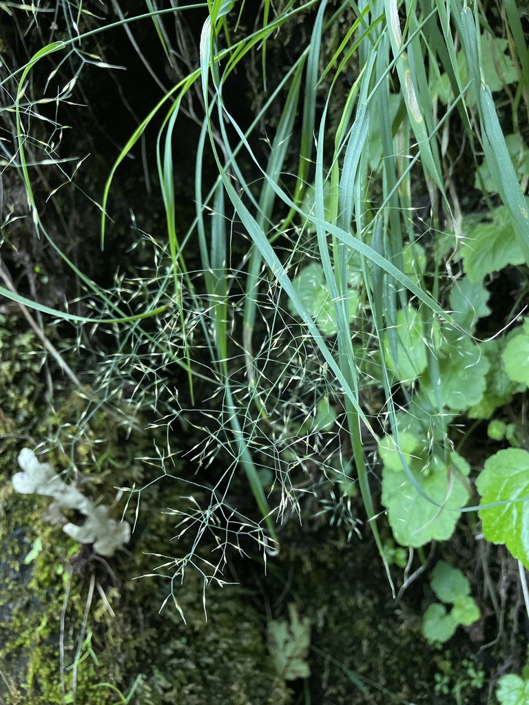 Howells Bentgrass In August 2022 By Matt Berger · Inaturalist