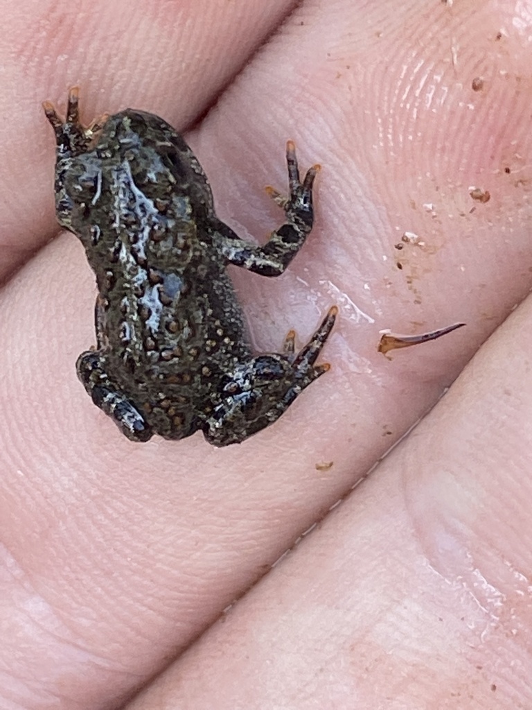 Western Toad in August 2022 by origin_nine · iNaturalist