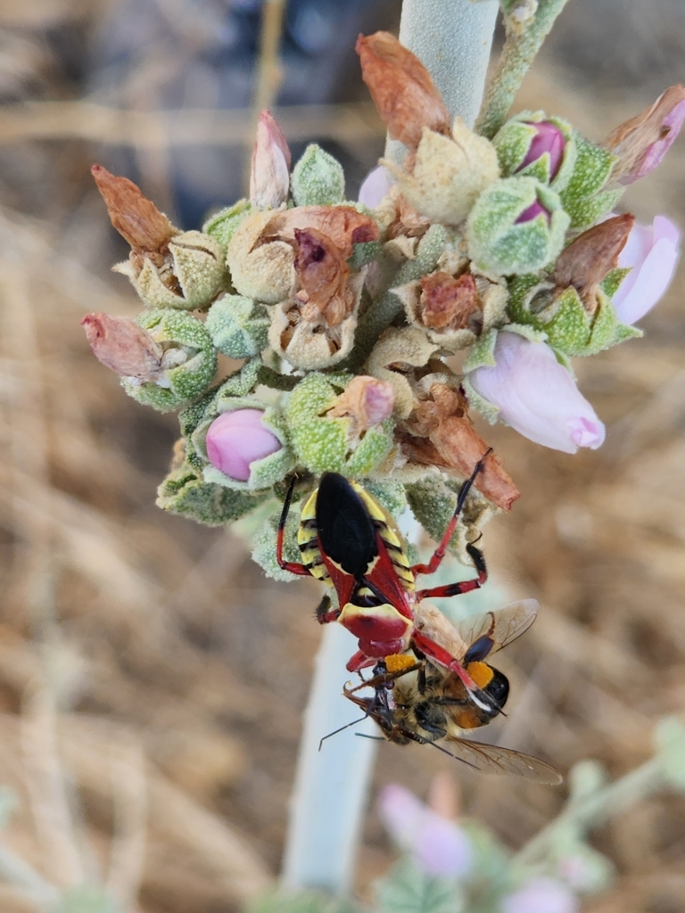Yellow-bellied Bee Assassin from Whitewater, CA 92282, USA on August 11 ...