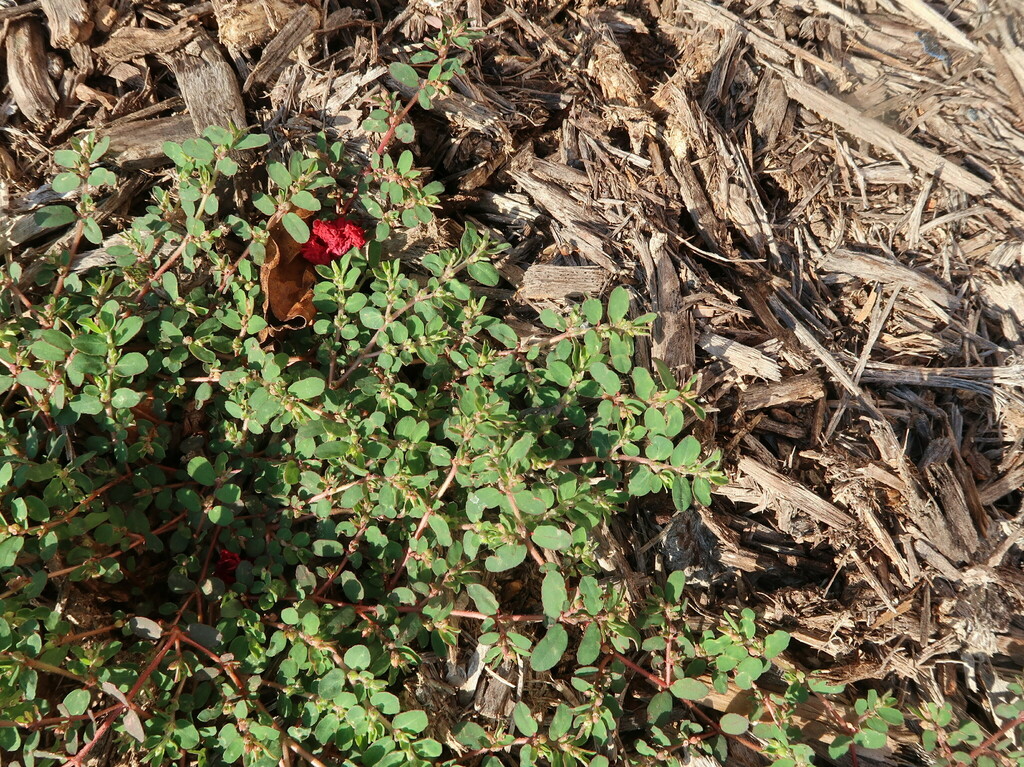 Spreading Broomspurge from Hot Springs Village, AR, USA on August 16 ...