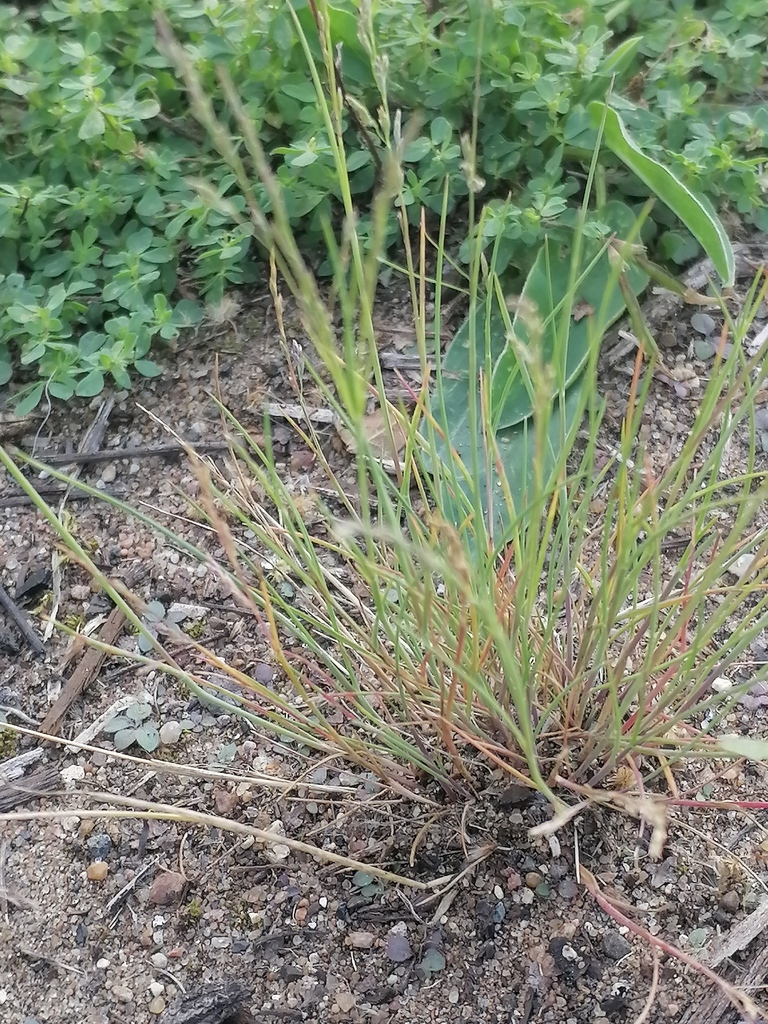 european alkali grass from округ Майская Горка, Архангельск ...